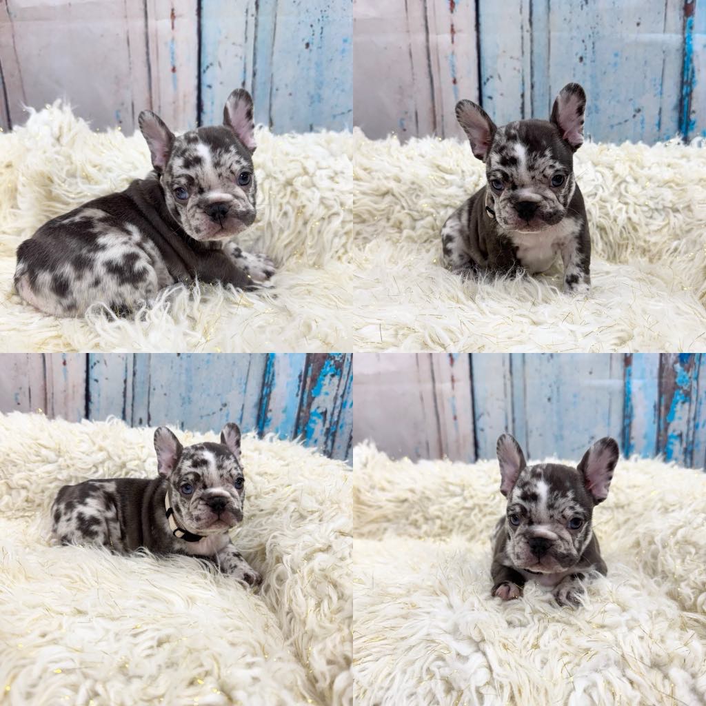 French Pups - CK Bulldogs