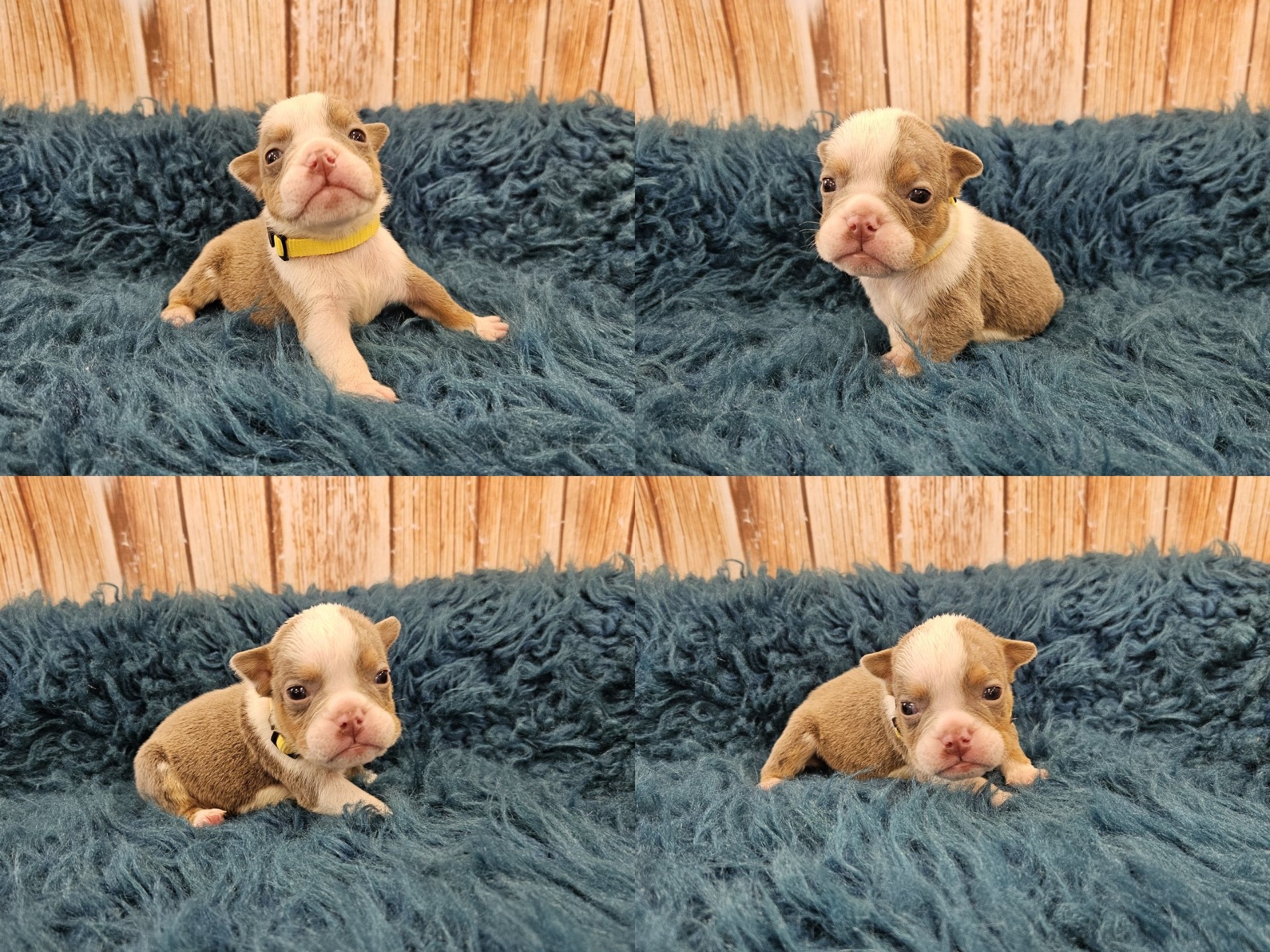 English Pups - CK Bulldogs